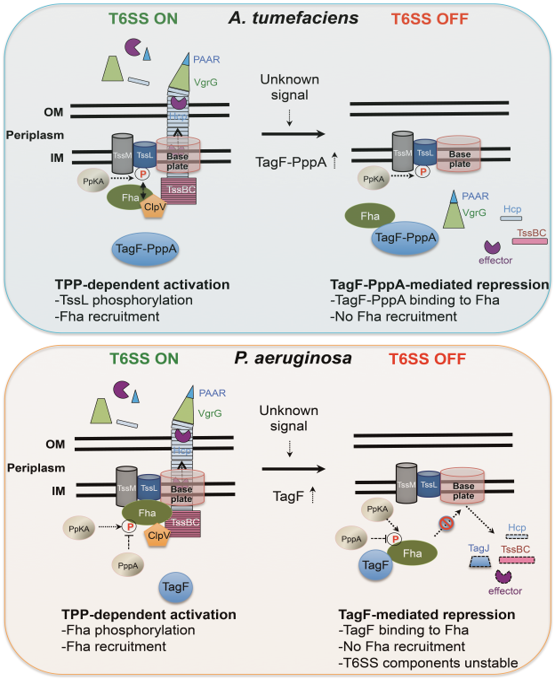 IPMB | 中央研究院植物暨微生物學研究所